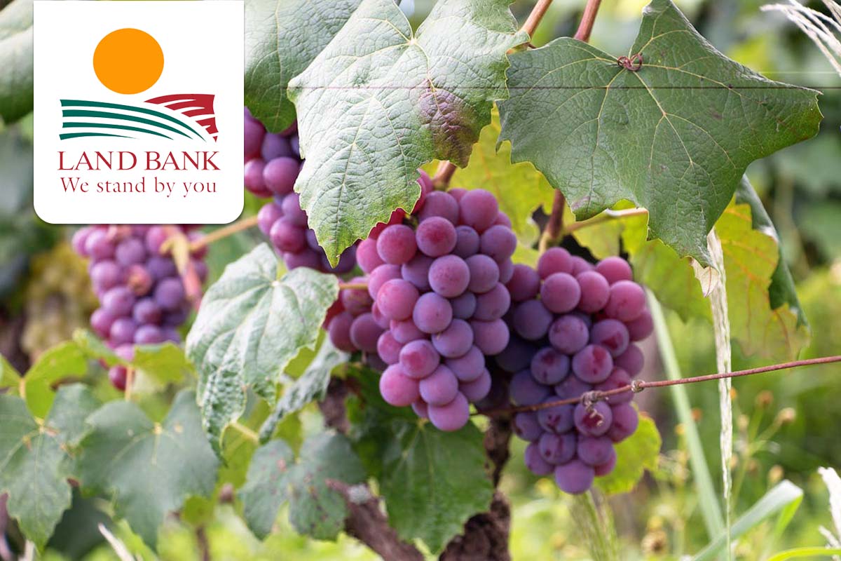 Wine and Spirit Fund: Apply for Transformation & Growth Grants ...